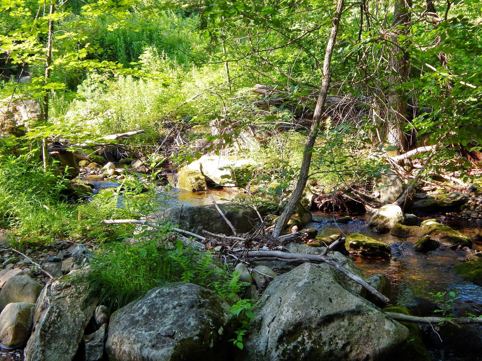 Small Stream Reflections: A Mountain Stream