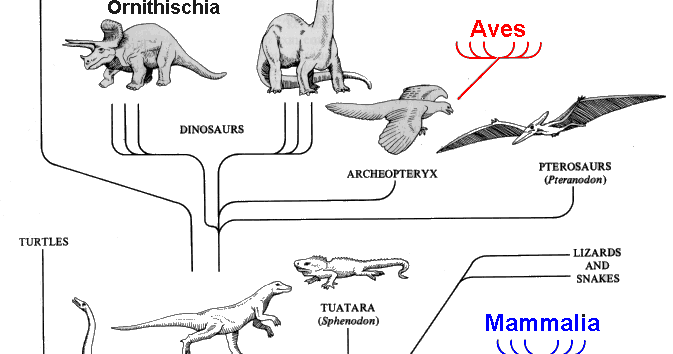 Evolución de los reptiles | Bianimal
