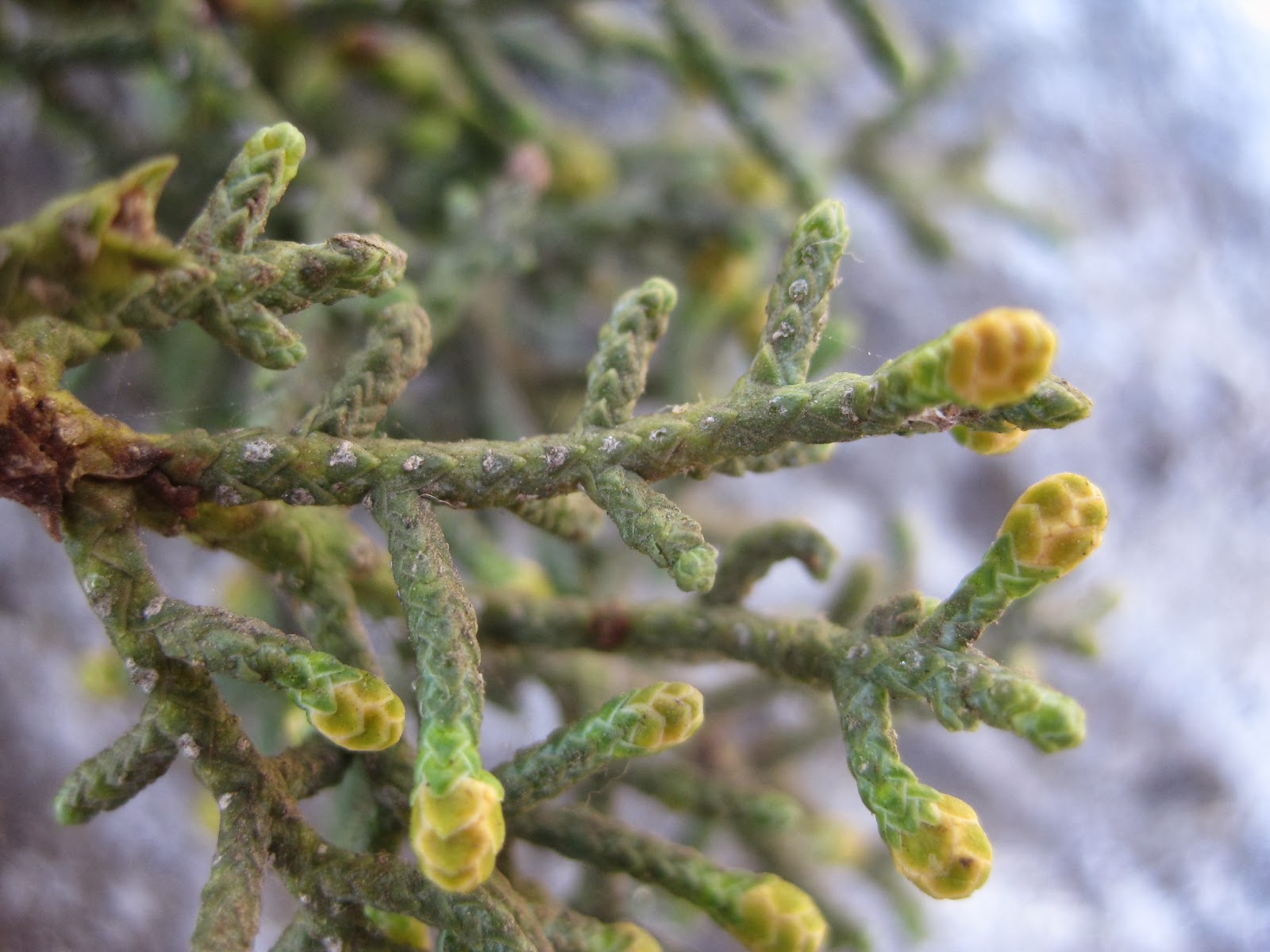 Trees of Santa Cruz County: Cupressus arizonica - Arizona Cypressus