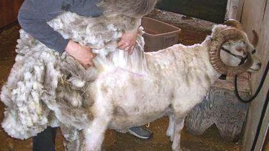 Non-Parasitic Skin Disease in Sheep - Vet in Training