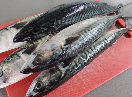 ALBÓDIGAS DE VERDEL O CABALLA