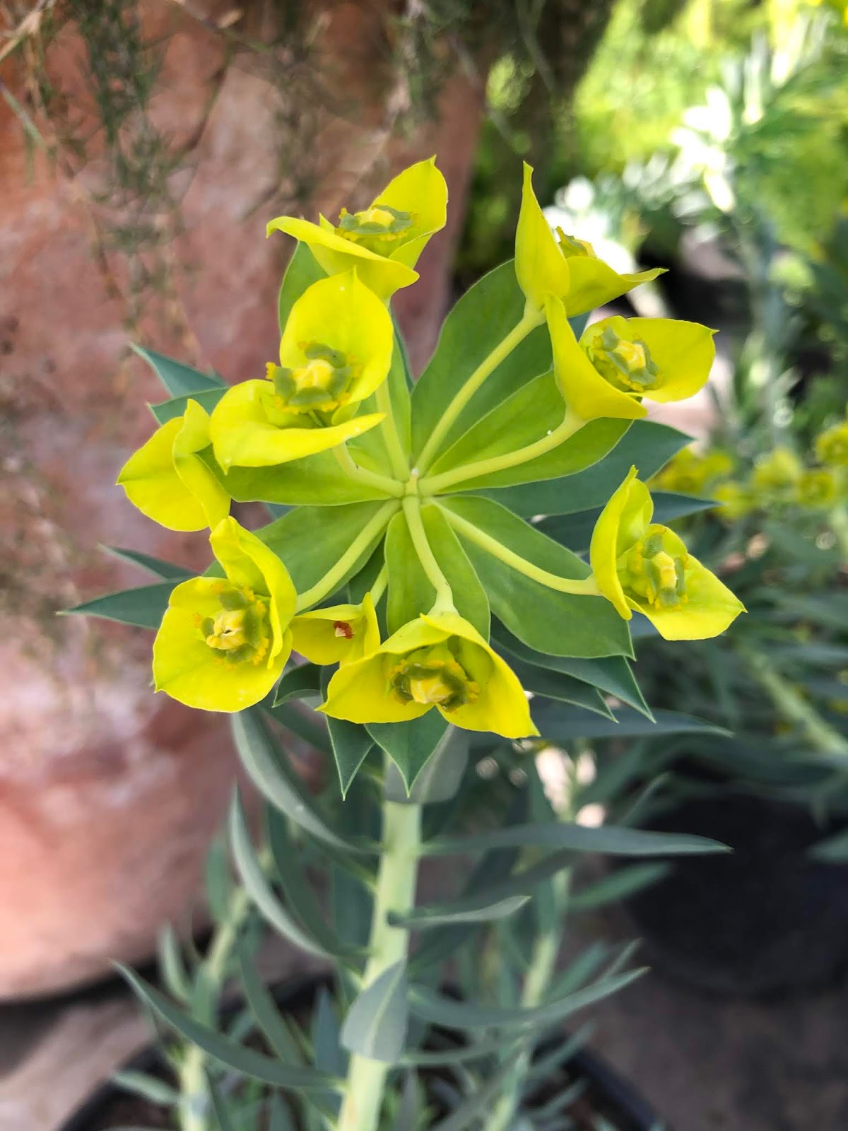 Vivero Growers Garden