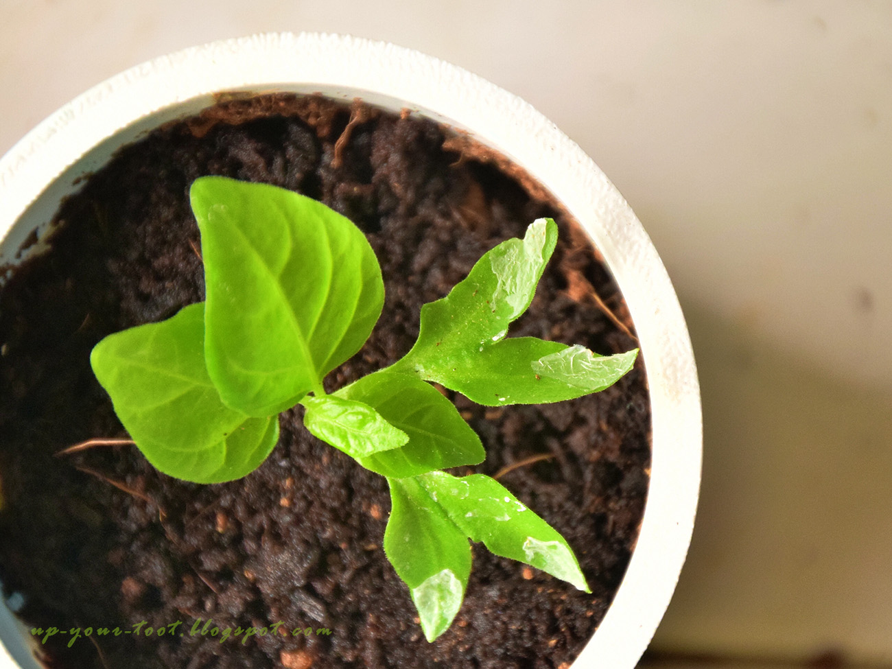 Thekkady Kanthari and Polycotyledon seedling - Half a pound of treacle