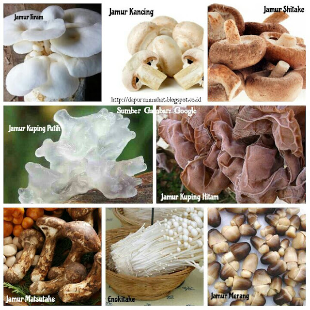 DaPuR UmMaHaT: JENIS JAMUR YANG BISA DIKONSUMSI