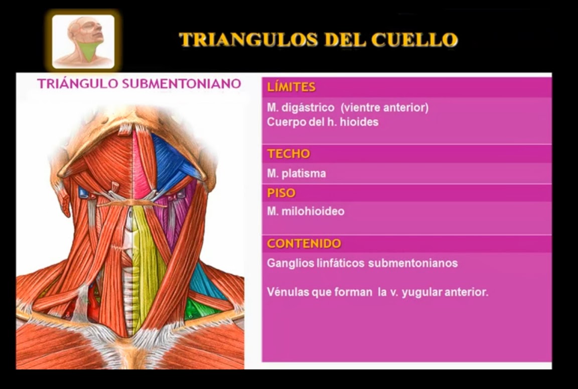 Anatomía del cuello