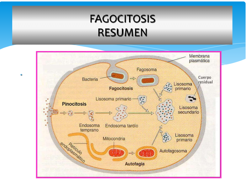 Inmunoligia01: Fagositosis e Inflamacion.(Equipo1)