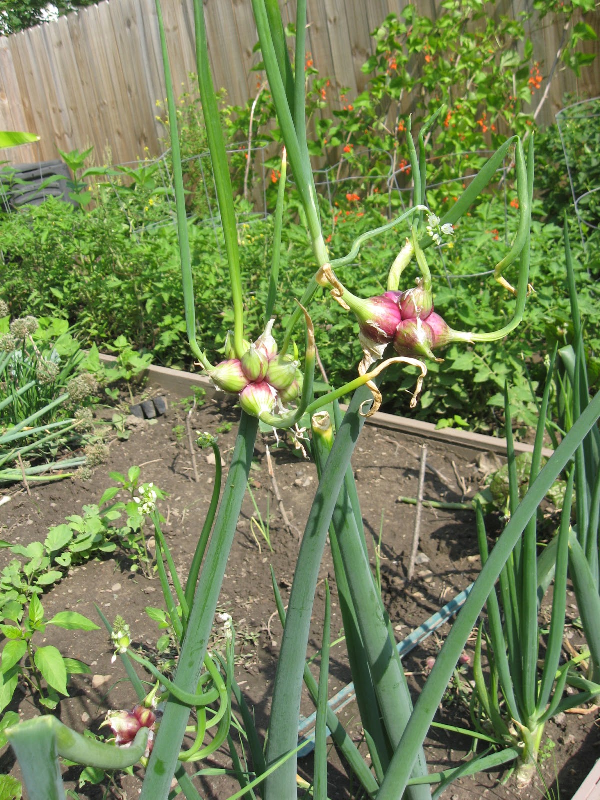 Plant Adventurer: An Intro to Walking Onions