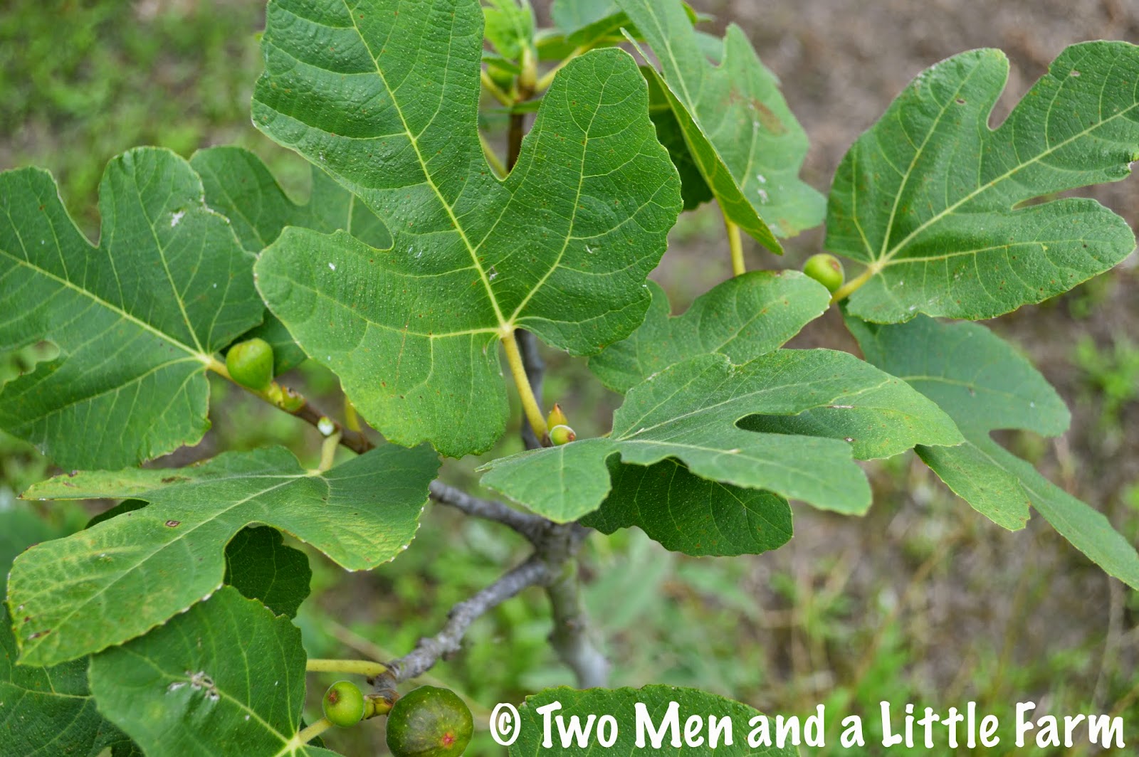 Two Men and a Little Farm: OUR FIRST AND ONLY PEACH, AND OTHER FRUIT ...