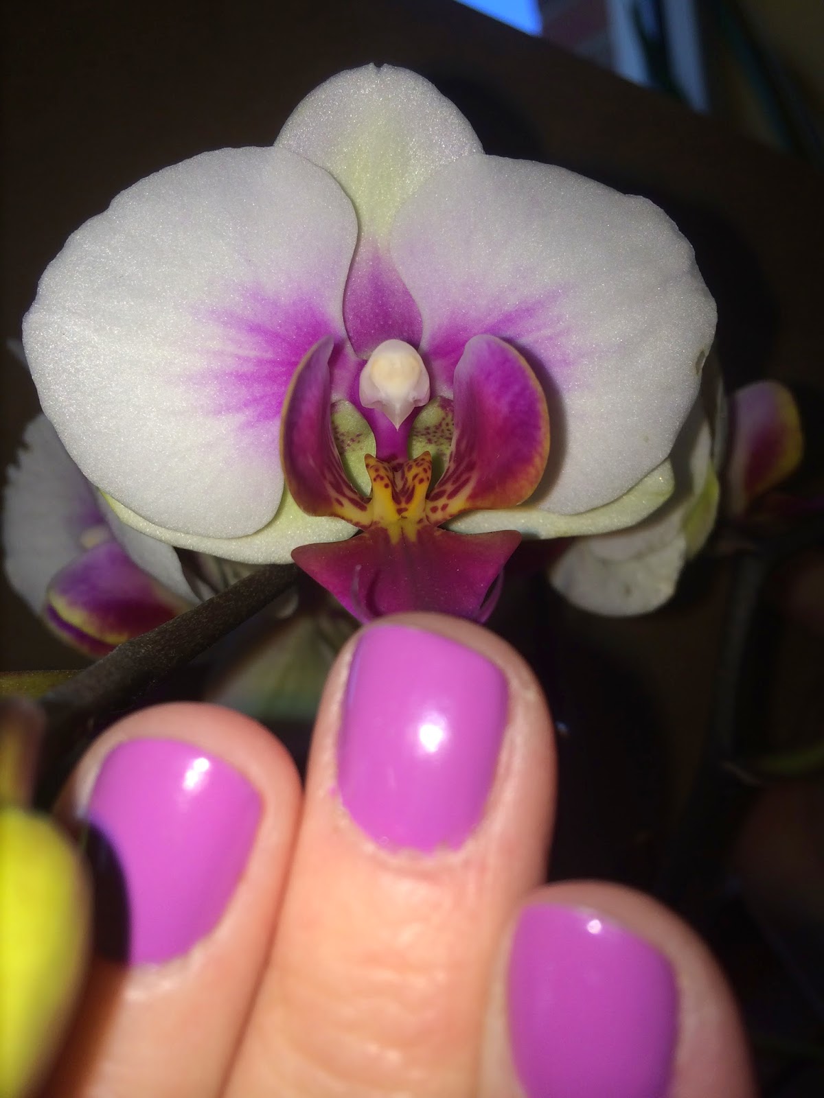 The Manic Painteress: Zoya Perrie--A True Radiant Orchid