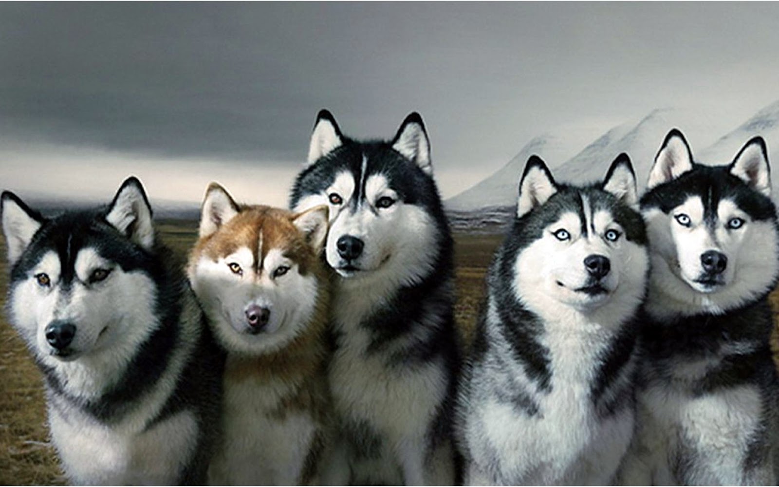 Razas de perros: Husky Siberiano
