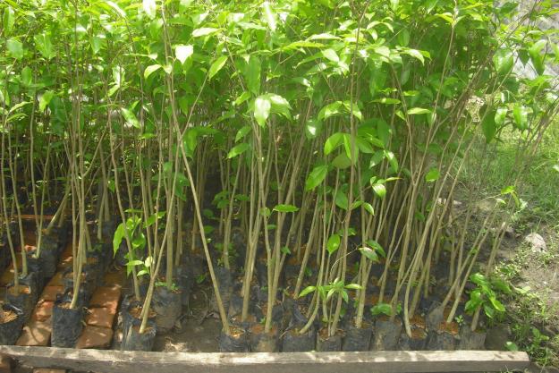 BERTANI GAHARU: Koleksi Foto Gaharu