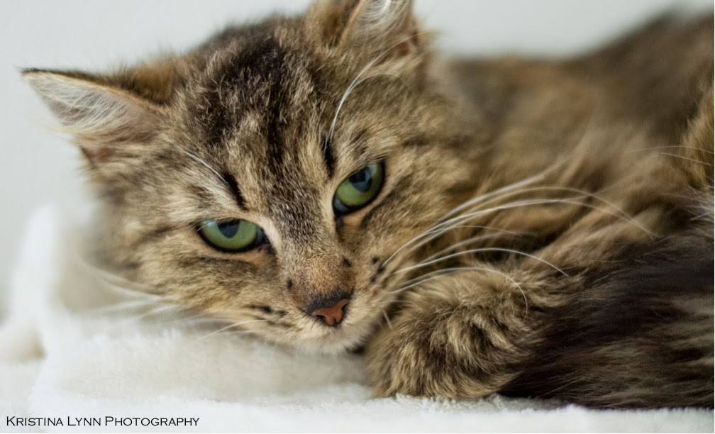 Del Norte County, CA Humane Society : Cats Needing Adoption 7/16