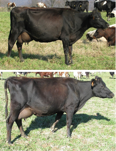 Amazing Grace Dairy: November 2012 Cows for Sale - SOLD (for the most part)