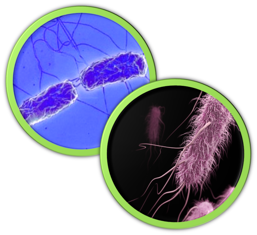 ¡Cuidemos la salud de todos!: Bacterias - FIEBRE TIFOIDEA