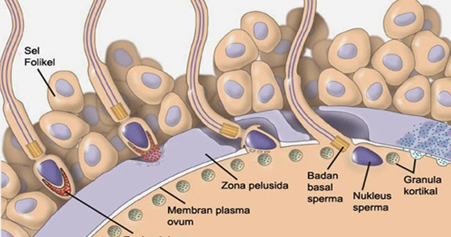 Bagaimana Zigot Terbentuk - Caranya Adalah Sebagai Berikut