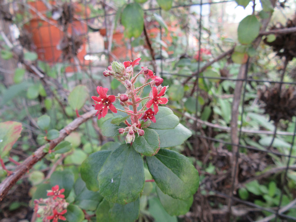 Mother Nature's Backyard - A Water-wise Garden: Plant of the Month ...