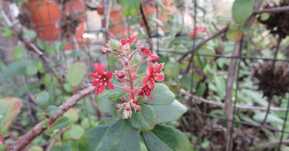 Mother Nature's Backyard - A Water-wise Garden: Plant of the Month ...
