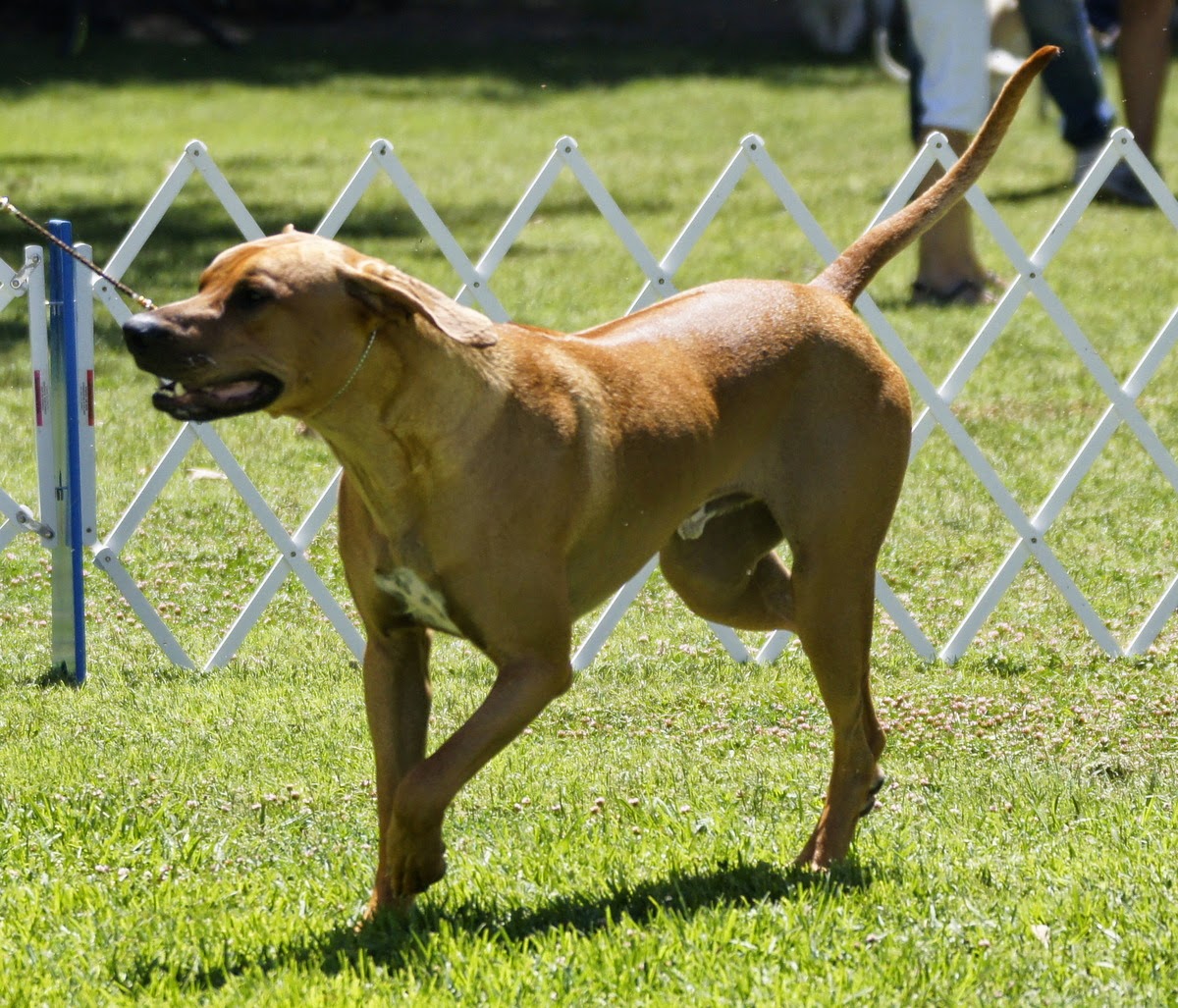 Organic Garden Dreams: Thinking About Getting a Dog