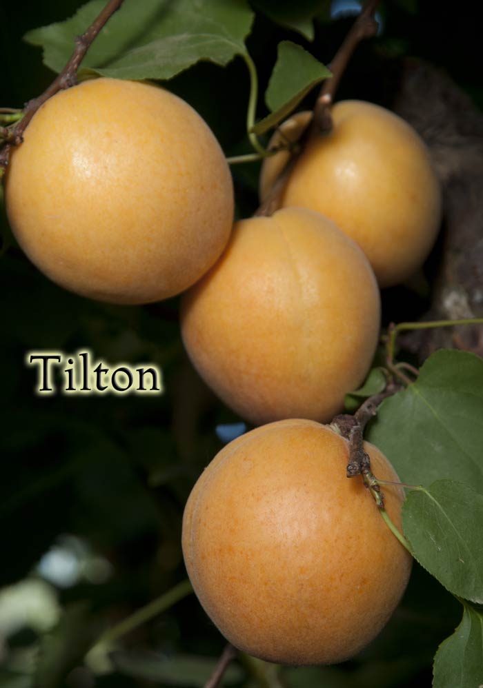 Heritage Fruits & Berries: Apricots