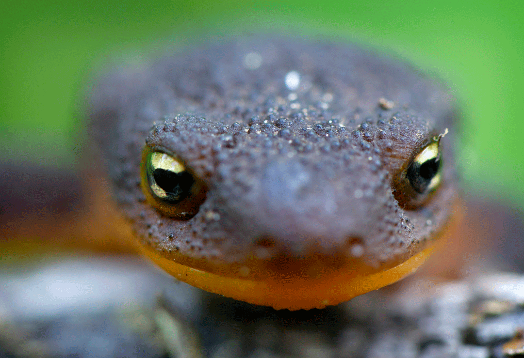 Robin Loznak Photography: Amphibian afternoon