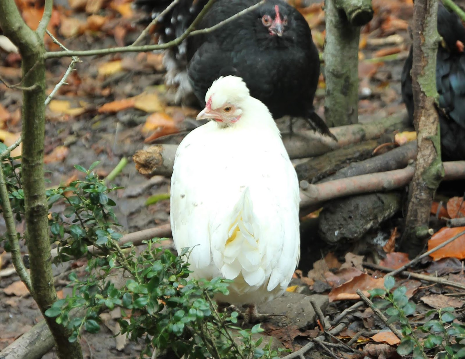 The strange case of the fading hen - Angélique turns from black to ...