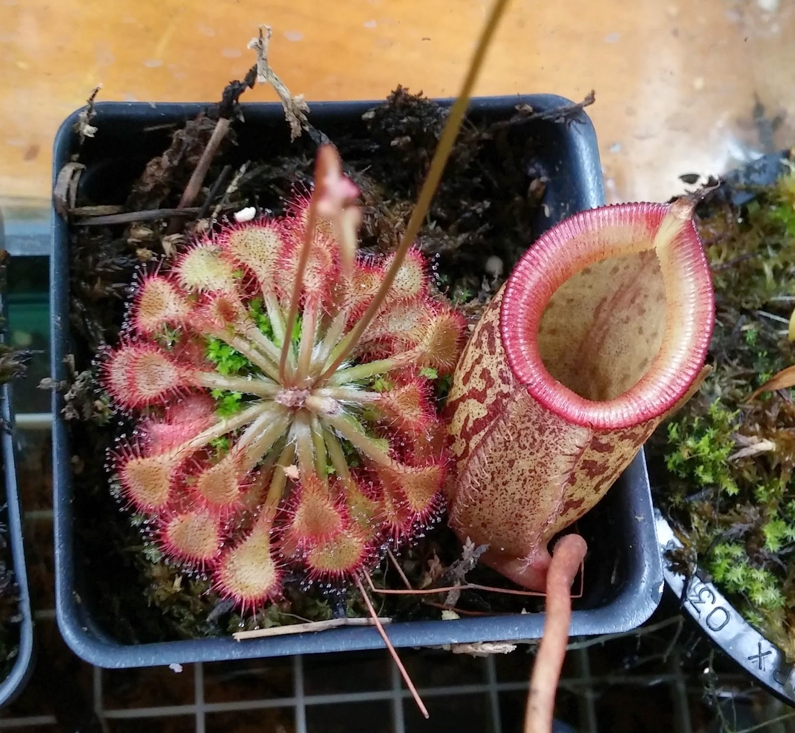 Drosera esmeraldae | TerraForums Venus Flytrap, Nepenthes, Drosera and ...
