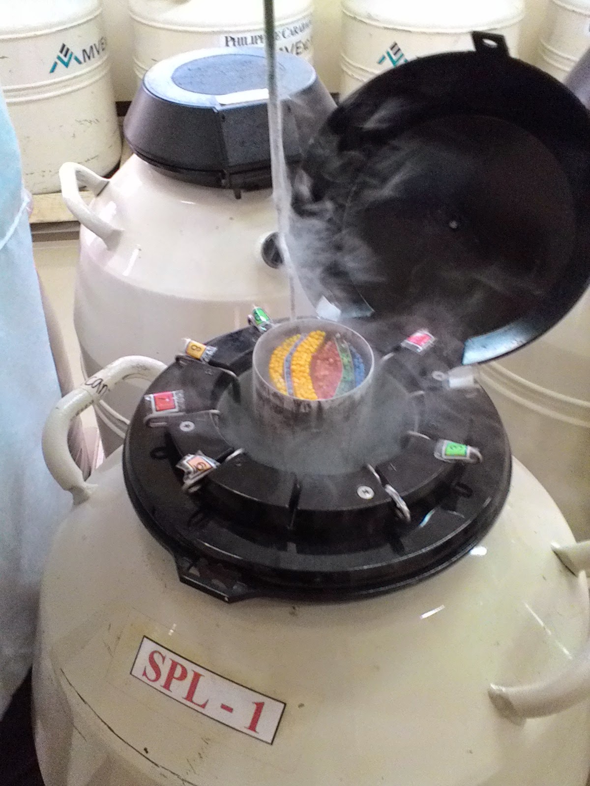 Artificial Insemination: The Technology of Deep Freezing Buffalo Semen ...