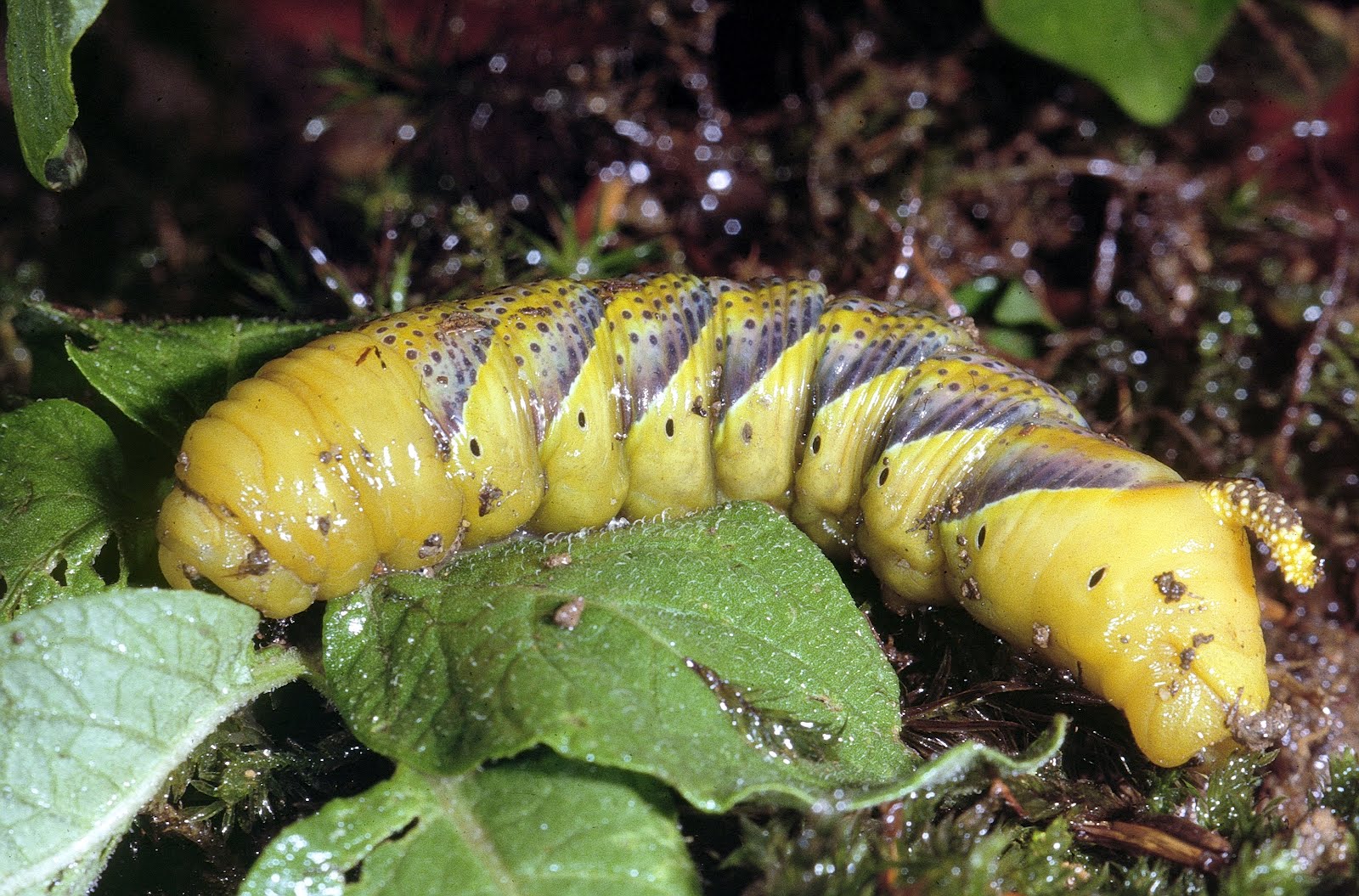 “Bug” identified, TAP privatisation, World Jet Ski championship, • The ...