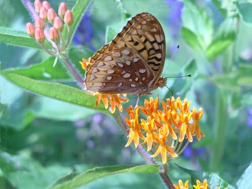 Pollinators: Butterfly Pollination