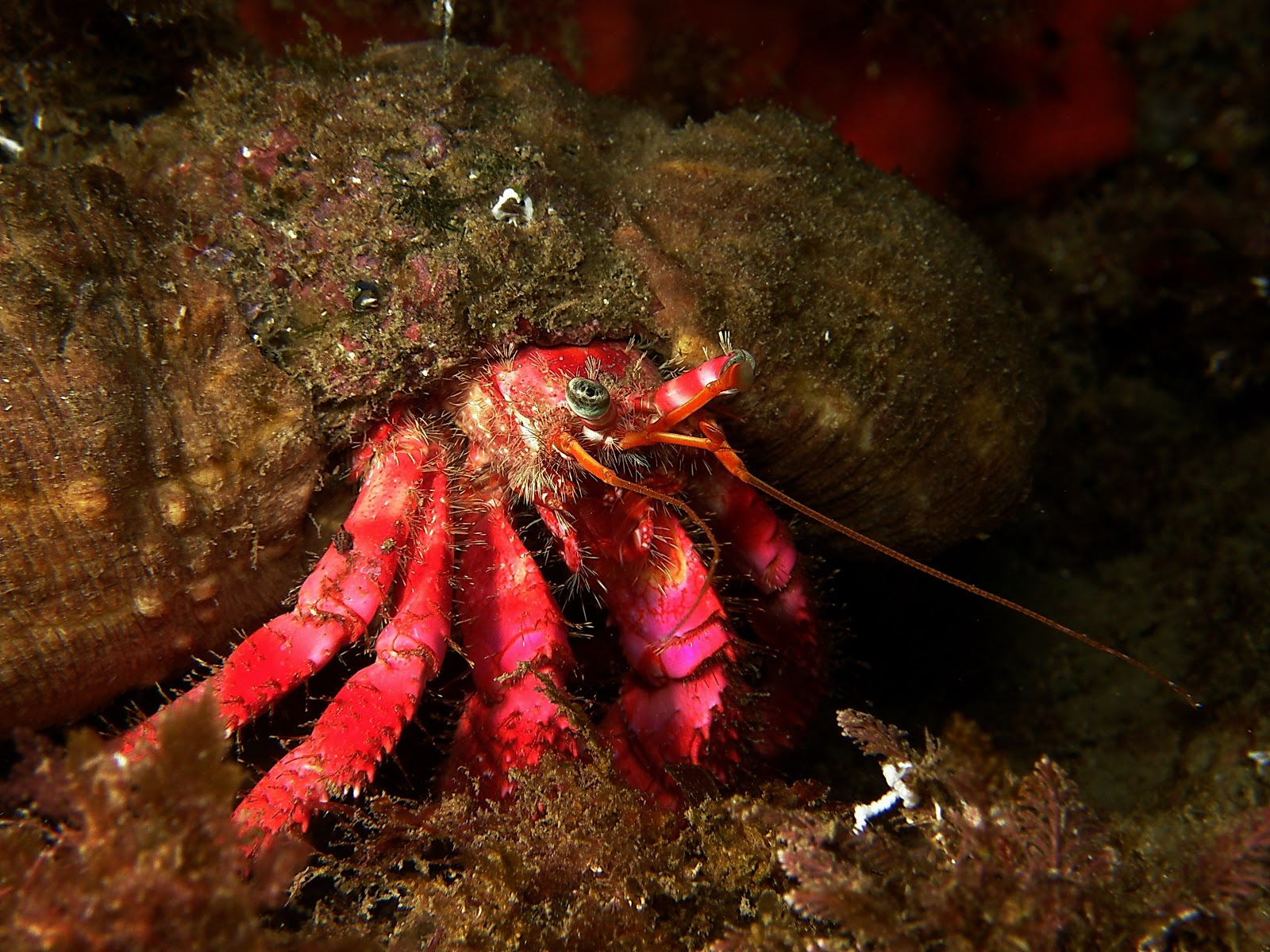 Iluminación Profunda: Cangrejo ermitaño