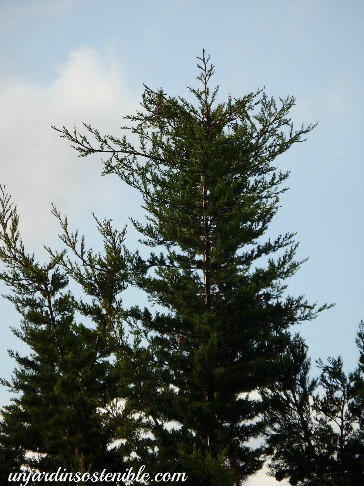 Cupressus sempervirens - Recomendaciones para efectuar seto o pantalla ...