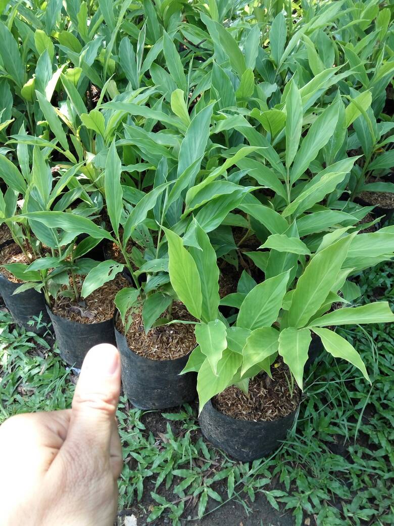 Gaya Terbaru 31+ Pohon Kecombrang