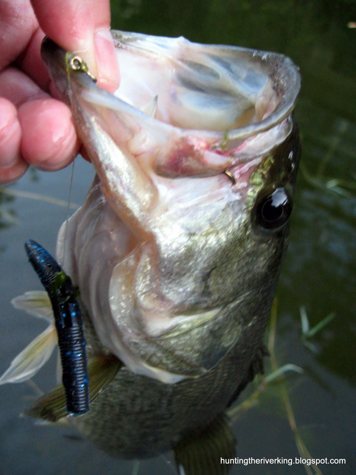 Canyon Lake Bass Fishing - Hunting the River King