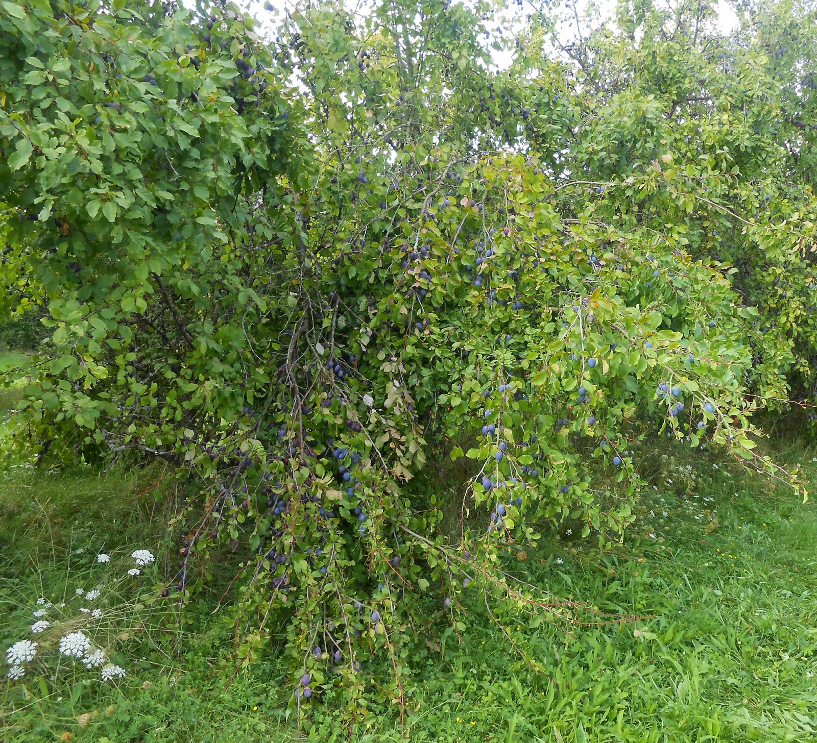 Volmunster Info: Belle production de fruits au Bitcherland