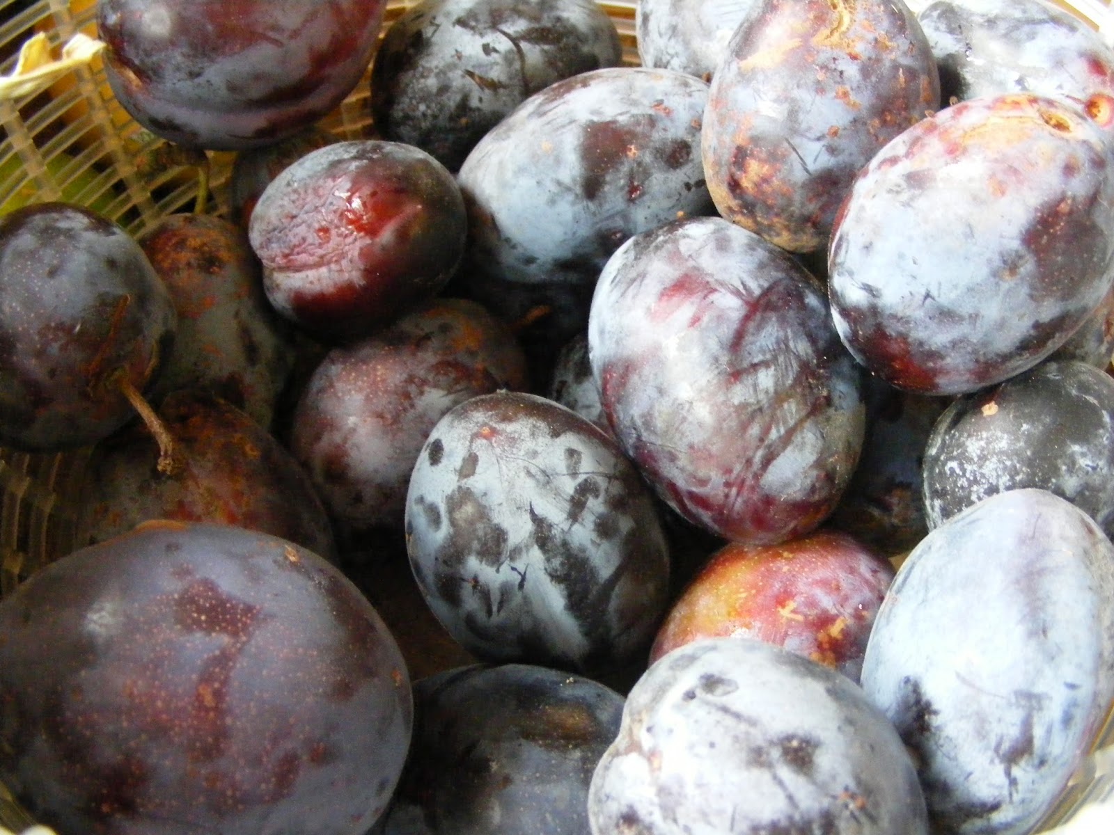 Life From Scratch: A Multitude of Prunes and Three Ways to Preserve Them