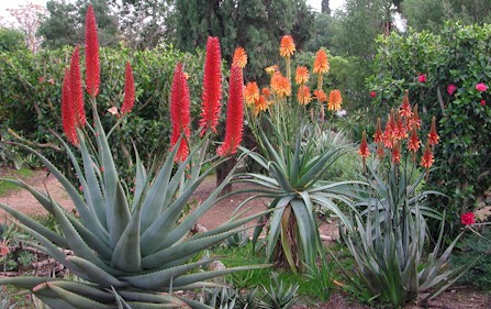 In en om die huis: AALWYNE