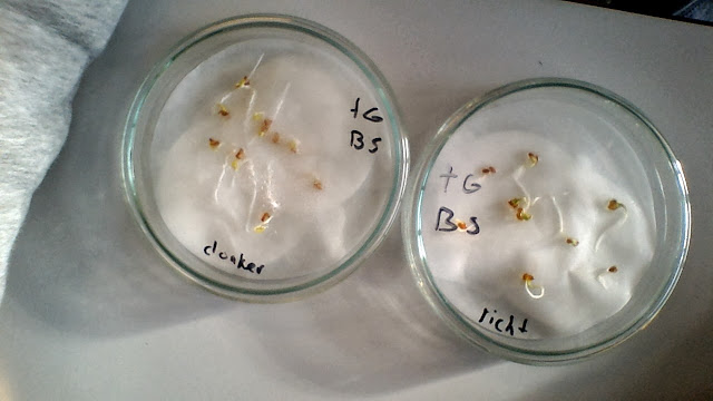 ontkieming tuinkerszaad bauke s