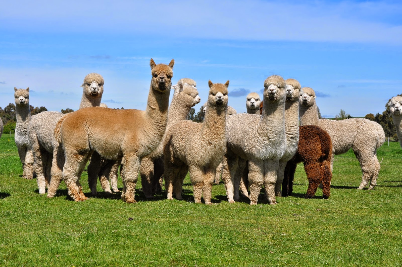 LA ALPACA PERUANA PARA EL MUNDO EN EL SIGLO 21