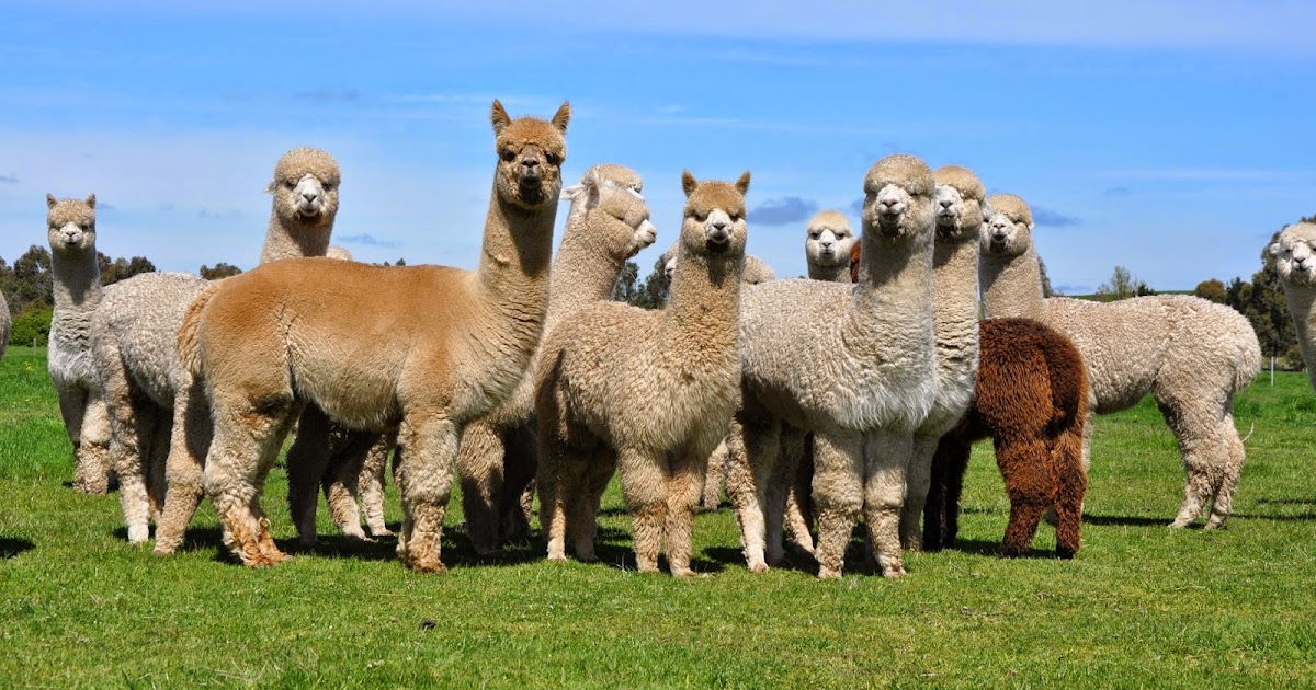 LA ALPACA PERUANA PARA EL MUNDO EN EL SIGLO 21: DISTRIBUCION Y HABITAD ...