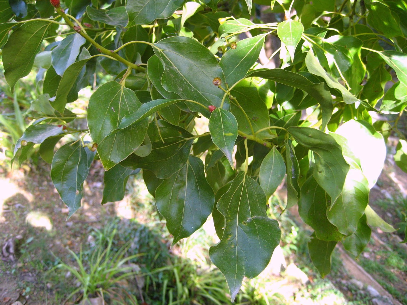 Árboles con alma: Alcanfor. Camforer. (Cinnamomun camphora) )