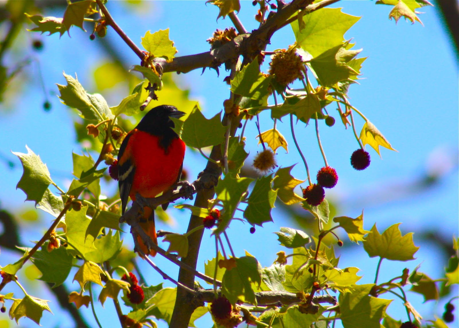 Green Monkey Tales: The Oriole Sings for Me