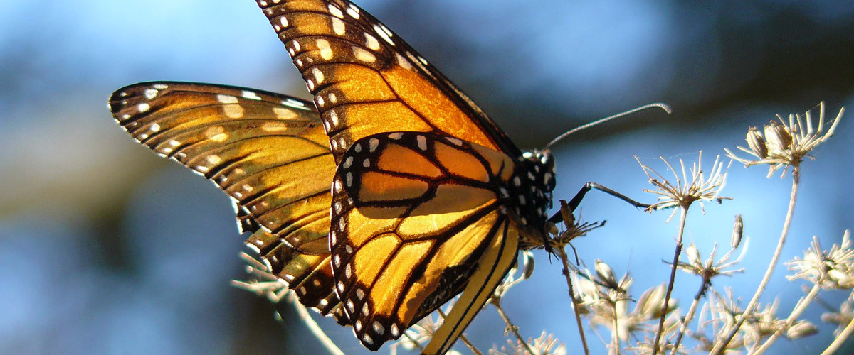 Do Berço até ao Túmulo: Borboleta