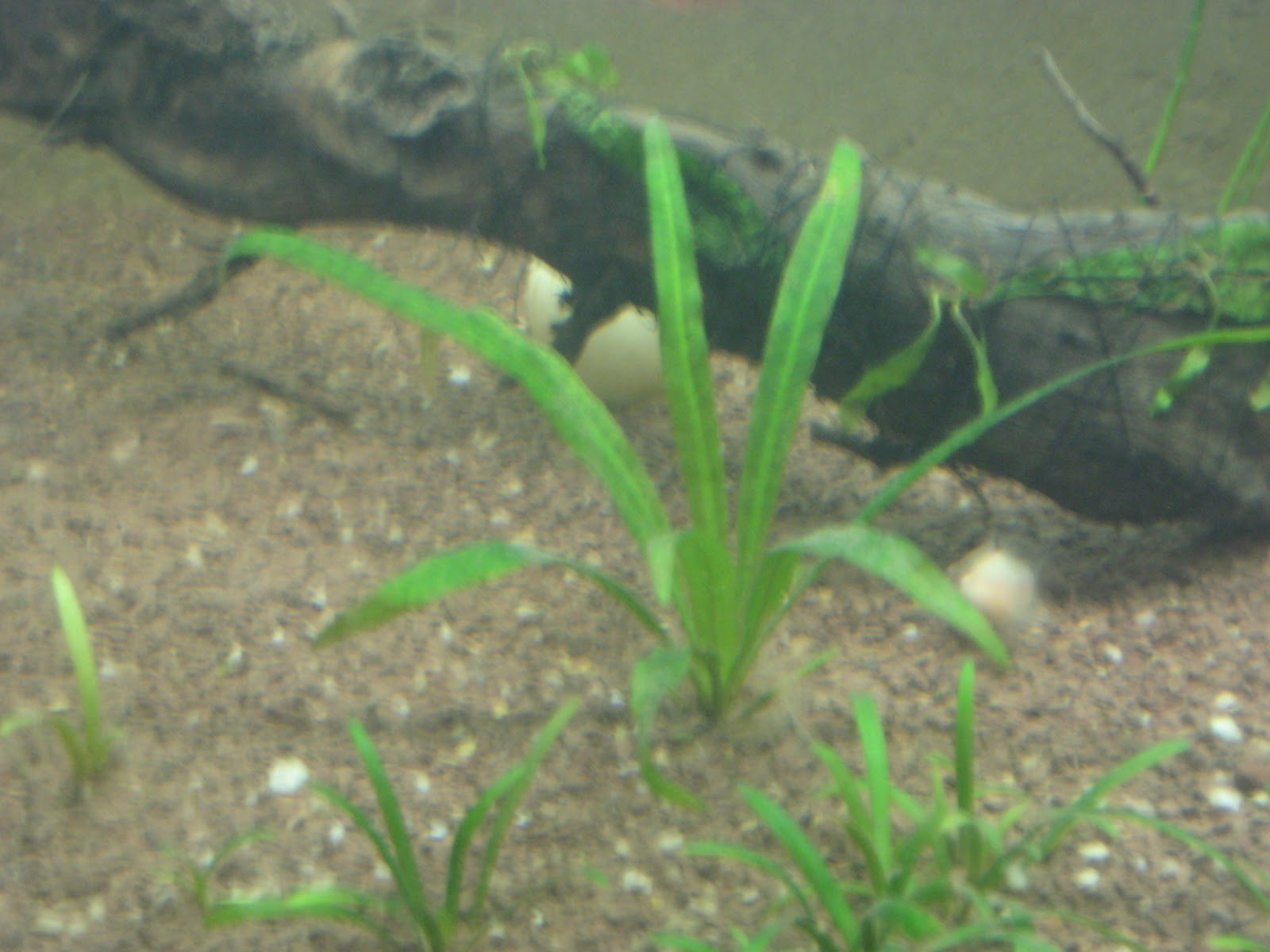 My Fresh Water Aquarium - Natural Planted Tank (Walstad Method ...