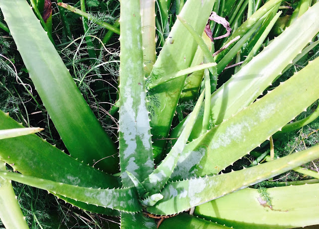 How to use your fresh raw Aloe vera as a leave-in hair conditioner ...
