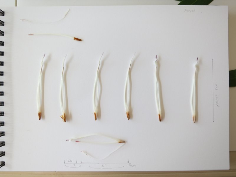 Vicki Lee Johnston - Botanical Art: Plant dissection ...