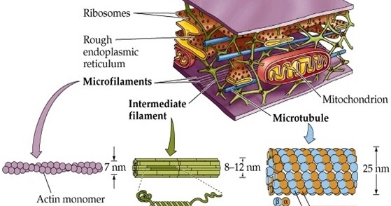 Pengertian Sitoskeleton, Fungsi dan Struktur Komponen Serat Penyusunnya ...