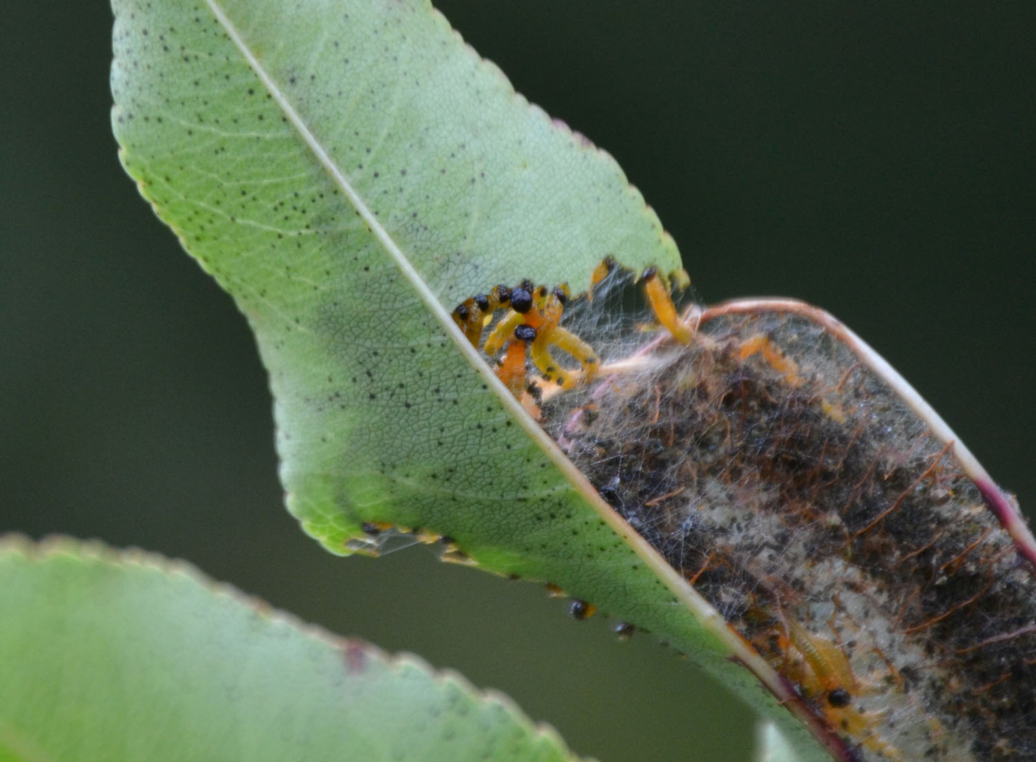 Woods Walks and Wildlife: August 2011
