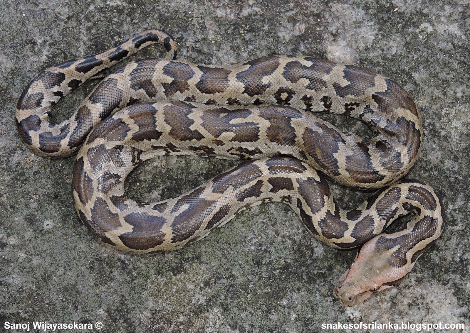 Indian Rock Python/පිඹුරා (Python molurus-Linnaeus, 1758)