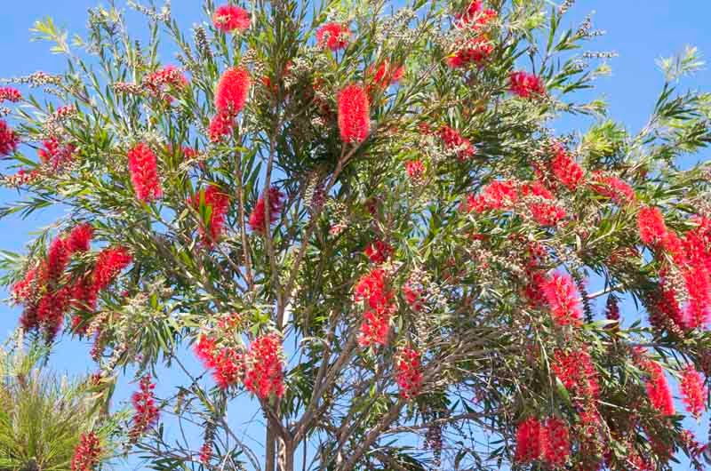 Ryukyu Life: Flower Photo: Bottlebrush Tree (Callistemon citrinus)