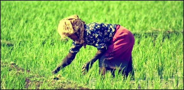 Pengertian Penyiangan Serta Tujuannya | RONY AGRICULTURE